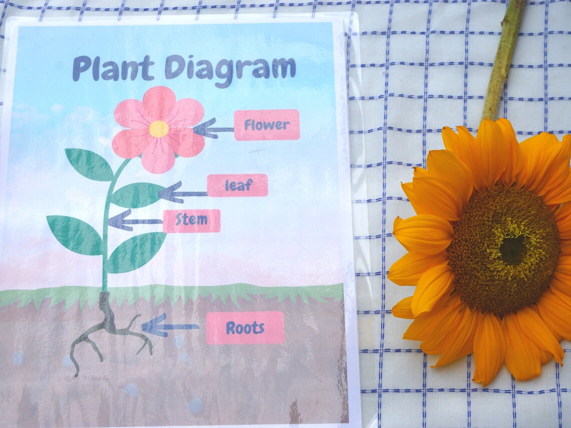 Plant Diagram Poster Printable Download for Pre-k Plant Unit Study ...