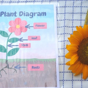 Plant Diagram Poster Printable Download for Pre-k Plant Unit Study ...