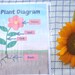 Plant Diagram Poster Printable Download for Pre-k Plant Unit Study ...