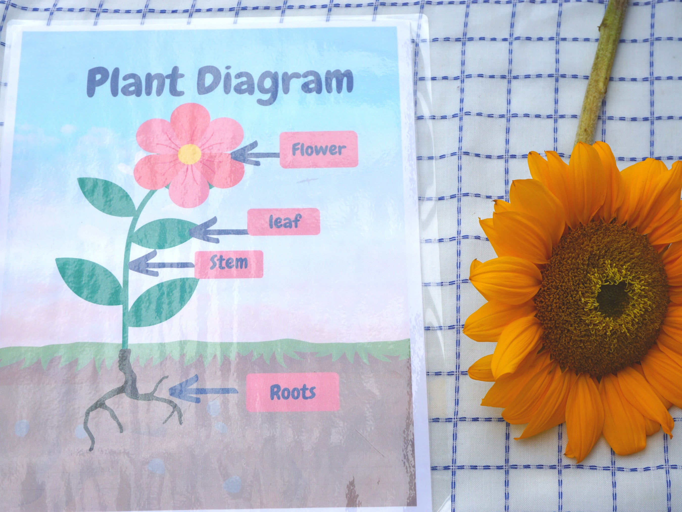 Plant Diagram Poster Printable Download for Pre-k Plant Unit Study ...