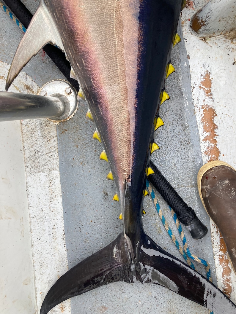Gyotaku Fish Print of Bluefin Tuna Tail Sumi Ink on Off-white ...