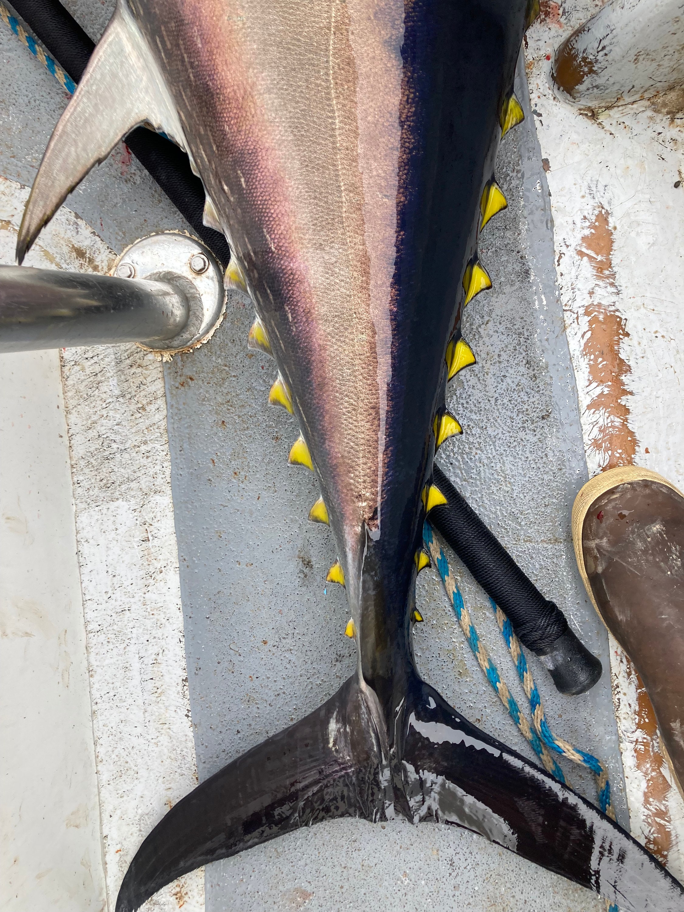 Gyotaku Fish Print of Bluefin Tuna Tail Sumi Ink on Off-white ...