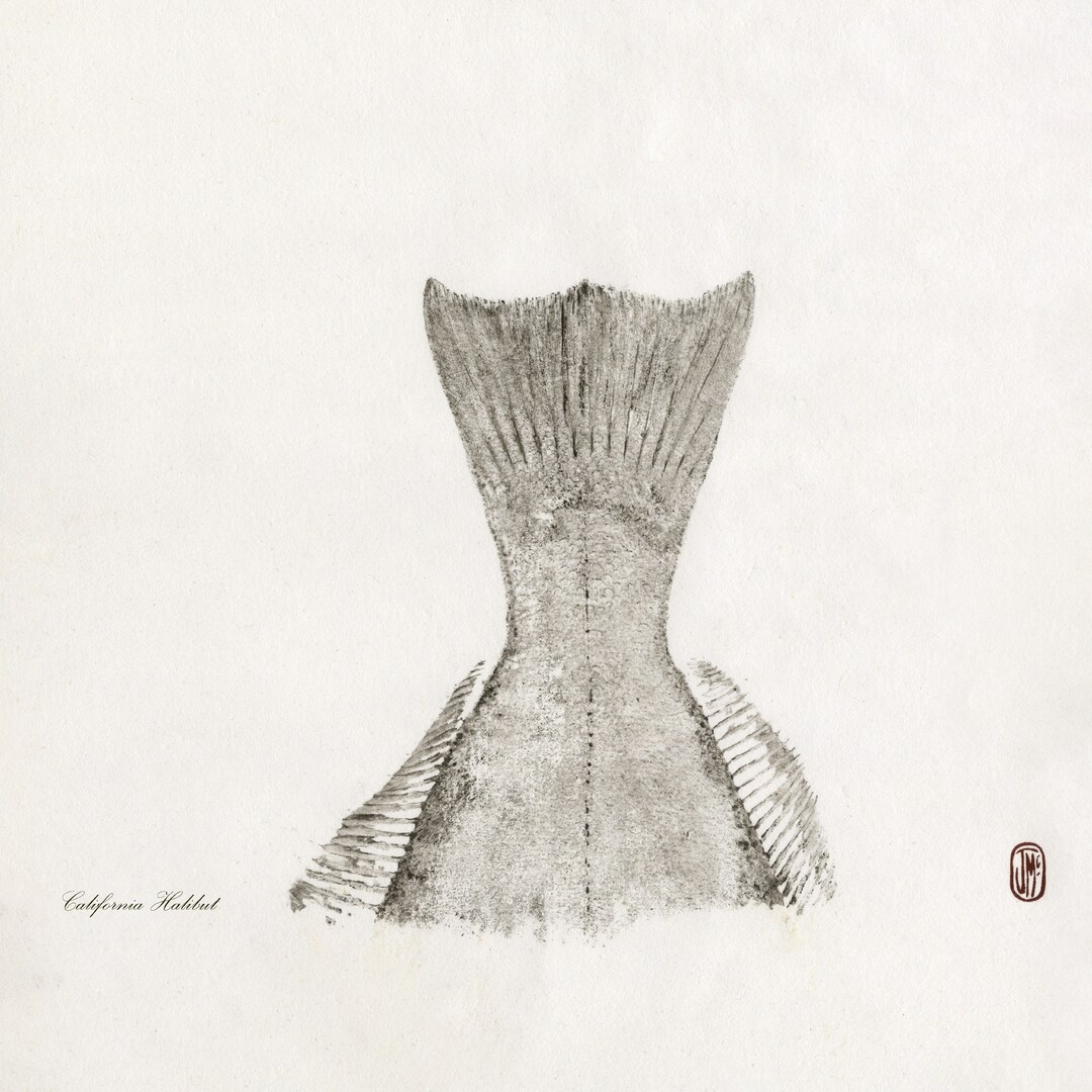 Gyotaku Fish Print of California Halibut Tail in Black Sumi Ink on ...