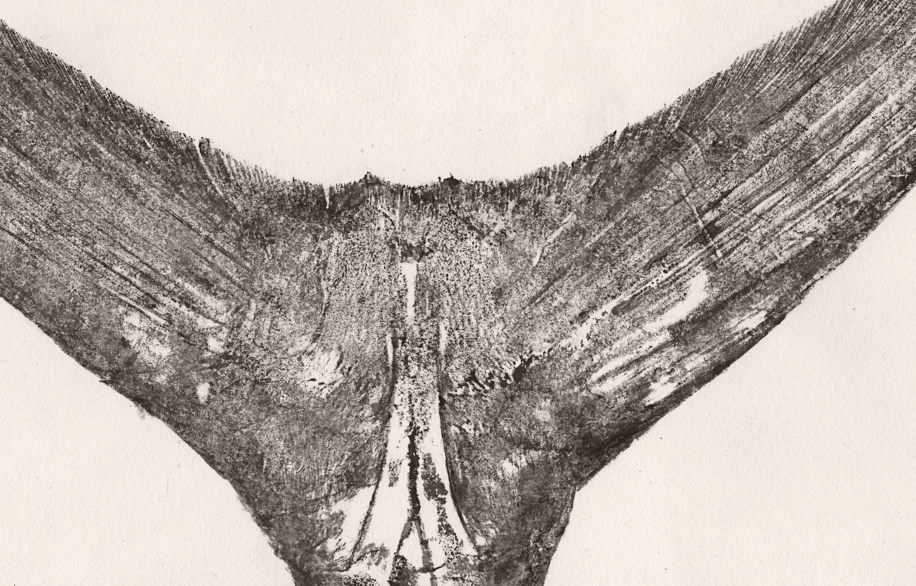 Gyotaku Fish Print of Bluefin Tuna Tail Sumi Ink on Off-white ...