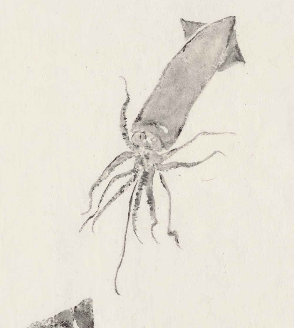 Gyotaku Fish Print of Sand Bass Eating a Squid in Black Sumi Ink on Off ...