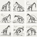 Digital Line Art Style Animals SVG Pack - Lion, Tiger, Penguin, Koala ...