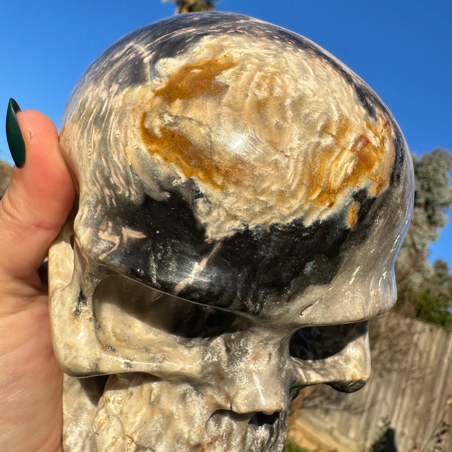 Yana Skull | Big XXL Fossilized Palm Root Skull | Crystal Skull | Skull ...