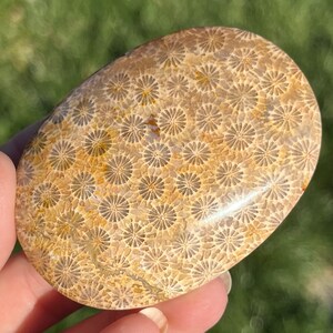 Coral Jasper Palm Stone Crystal Palm Stones - Etsy