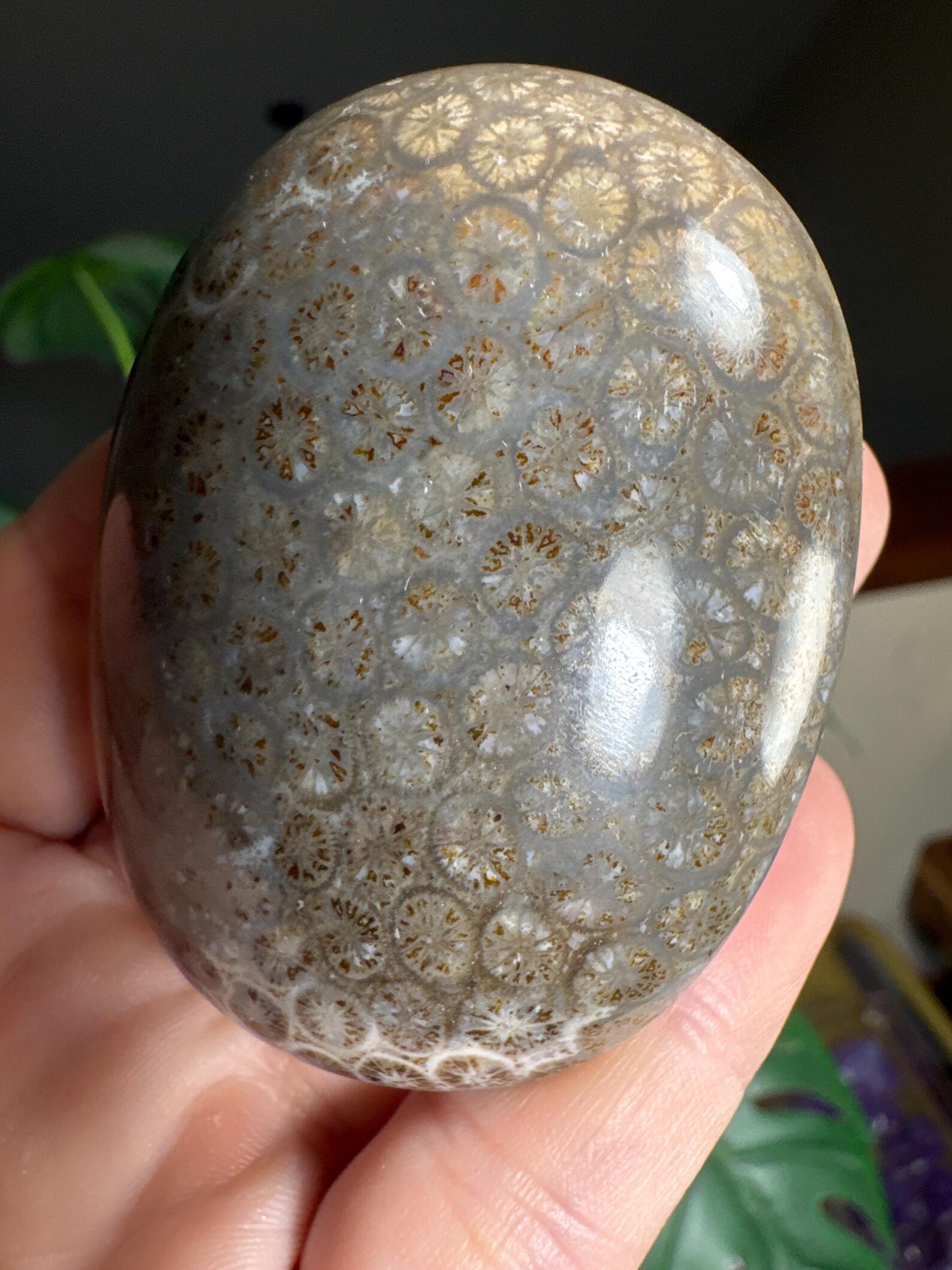 Coral Jasper Palm Stone | Crystal Palm Stones - Etsy