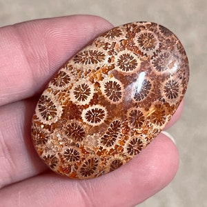 Coral Jasper Palm Stone Crystal Palm Stones - Etsy