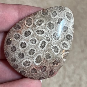 Coral Jasper Palm Stone Crystal Palm Stones - Etsy