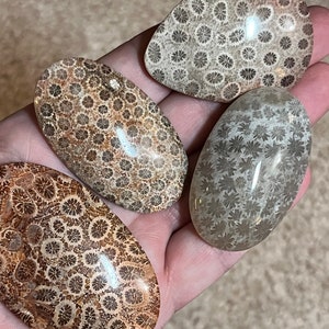 Coral Jasper Palm Stone Crystal Palm Stones - Etsy