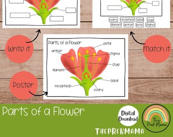 Parts of a Flower Preschool Curriculum Preschool Printable | Etsy