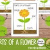 Parts of the FLOWER Montessori Botany Unit Study 5-part Card Definition ...