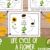 Cactus Life Cycle Learning Activity for Kids A4 and 11x8.5 Inch Digital ...