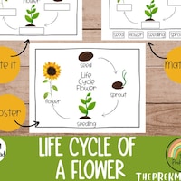Cactus Life Cycle Learning Activity for Kids A4 and 11x8.5 Inch Digital ...