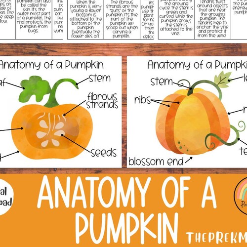 Anatomy of a Pumpkin Preschool Printable Montessori - Etsy
