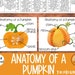 Anatomy of a Pumpkin, Preschool Printable, Montessori Materials ...
