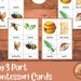 Montessori 3 Part Bug Cards Preschool Printable Flashcard - Etsy