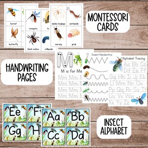 Insect Unit Study, Preschool Curriculum, Preschool Printable, Preschool ...