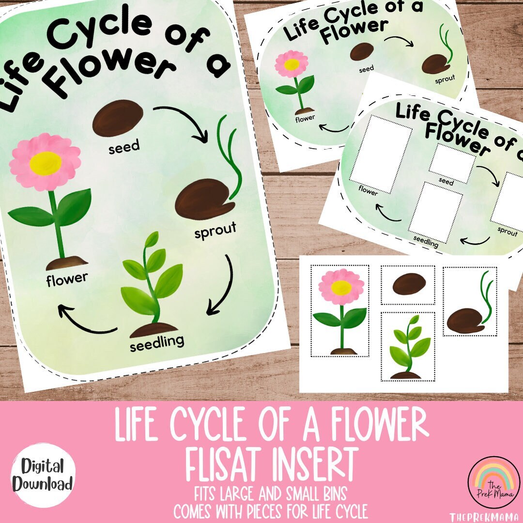 Life Cycle of a Flower Flisat Inserts, Flisat Table, Flisat Insert ...