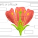 Parts of a Flower, Preschool Curriculum, Preschool Printable ...