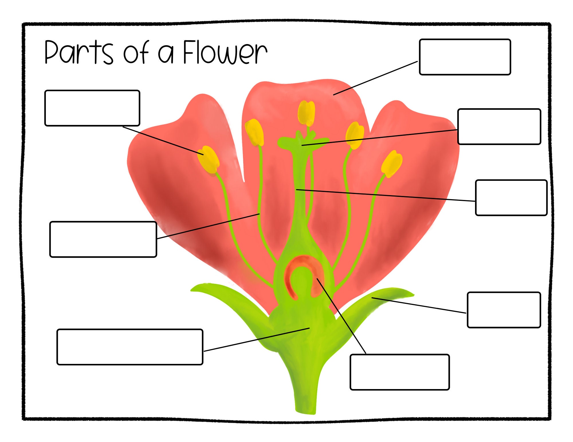 Onderdelen Van Een Bloem Voor Kinderen 4e Klas Bloemen