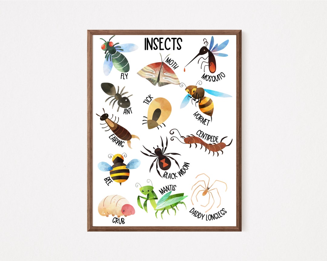 Insect Poster, Educational Poster, Weather Posters, Classroom Décor ...
