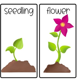 Flower Sequencing Cards, Preschool Curriculum, Preschool Printable ...