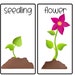 Flower Sequencing Cards, Preschool Curriculum, Preschool Printable ...