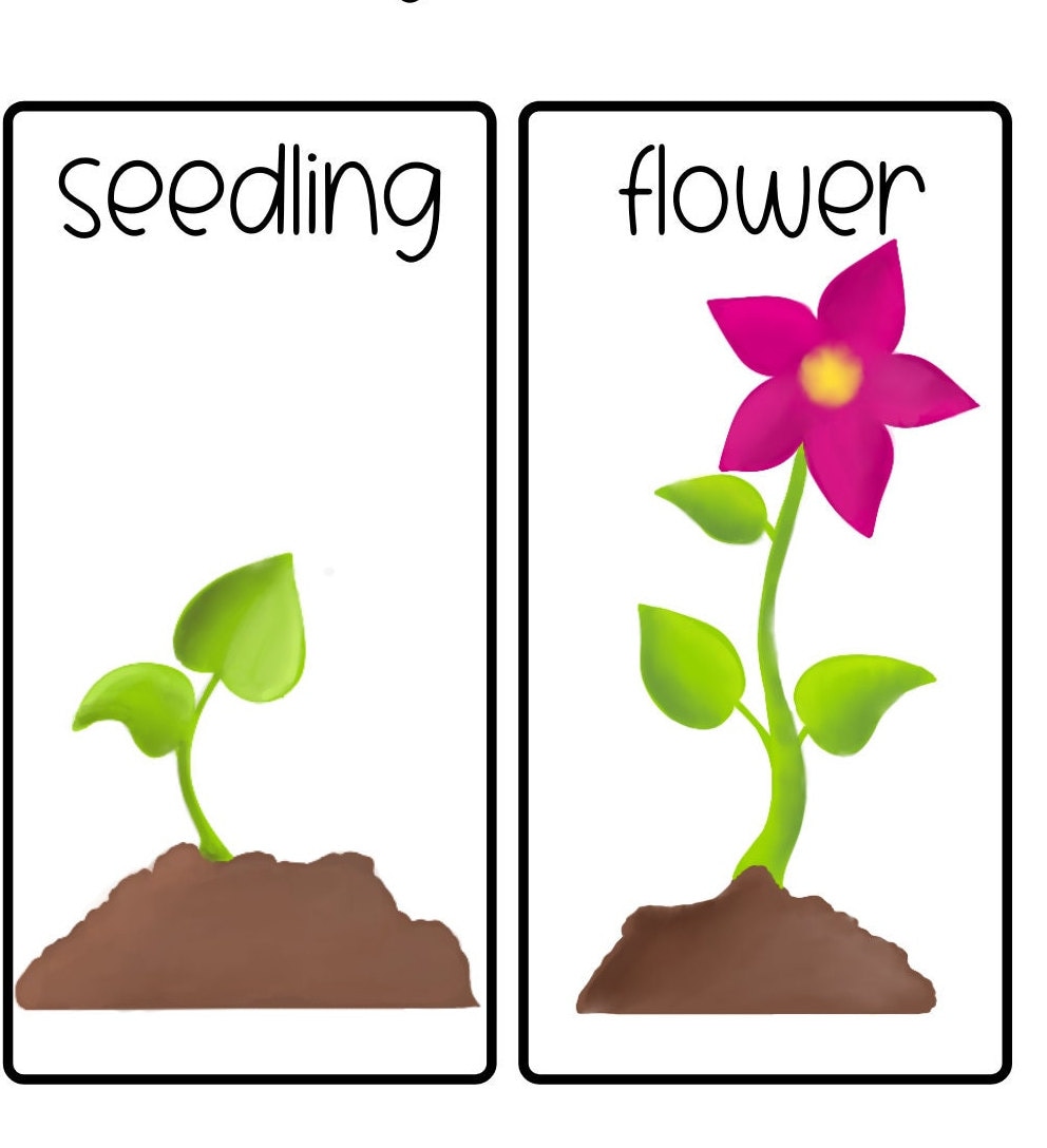 Flower Sequencing Cards Preschool Curriculum Preschool | Etsy