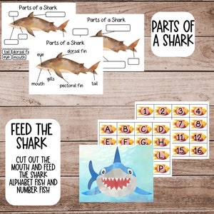 Shark Unit Study, Preschool Curriculum, Preschool Printable, Preschool ...