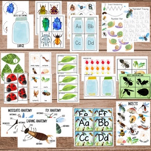 Insect Unit Study, Preschool Curriculum, Preschool Printable, Preschool ...