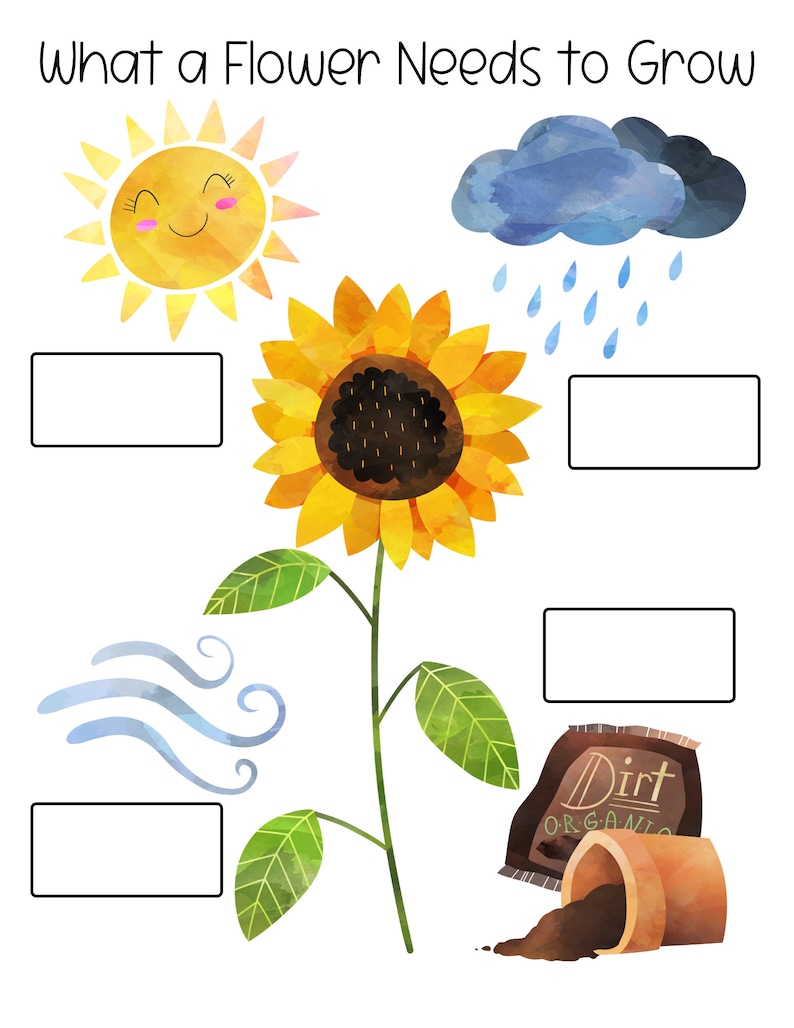 What a Flower Needs to Grow Preschool Curriculum Preschool | Etsy