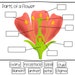 Parts of a Flower, Preschool Curriculum, Preschool Printable ...