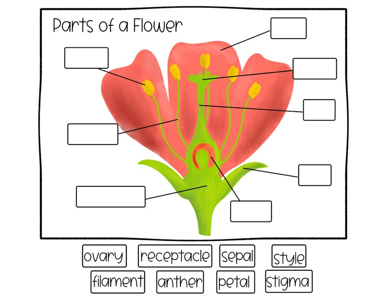 Parts of a Flower, Preschool Curriculum, Preschool Printable ...