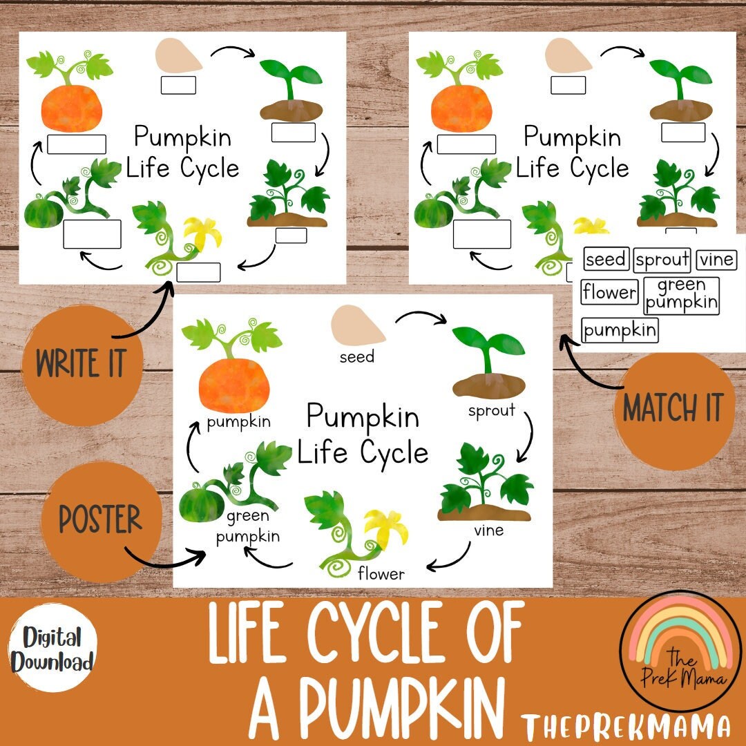 Life Cycle of a Pumpkin Preschool Curriculum Montessori - Etsy