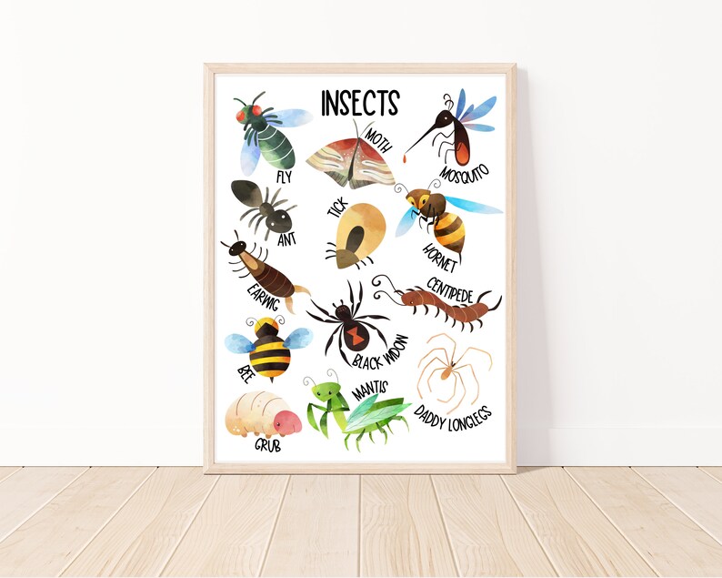 Insect Poster Educational Poster Weather Posters Classroom - Etsy