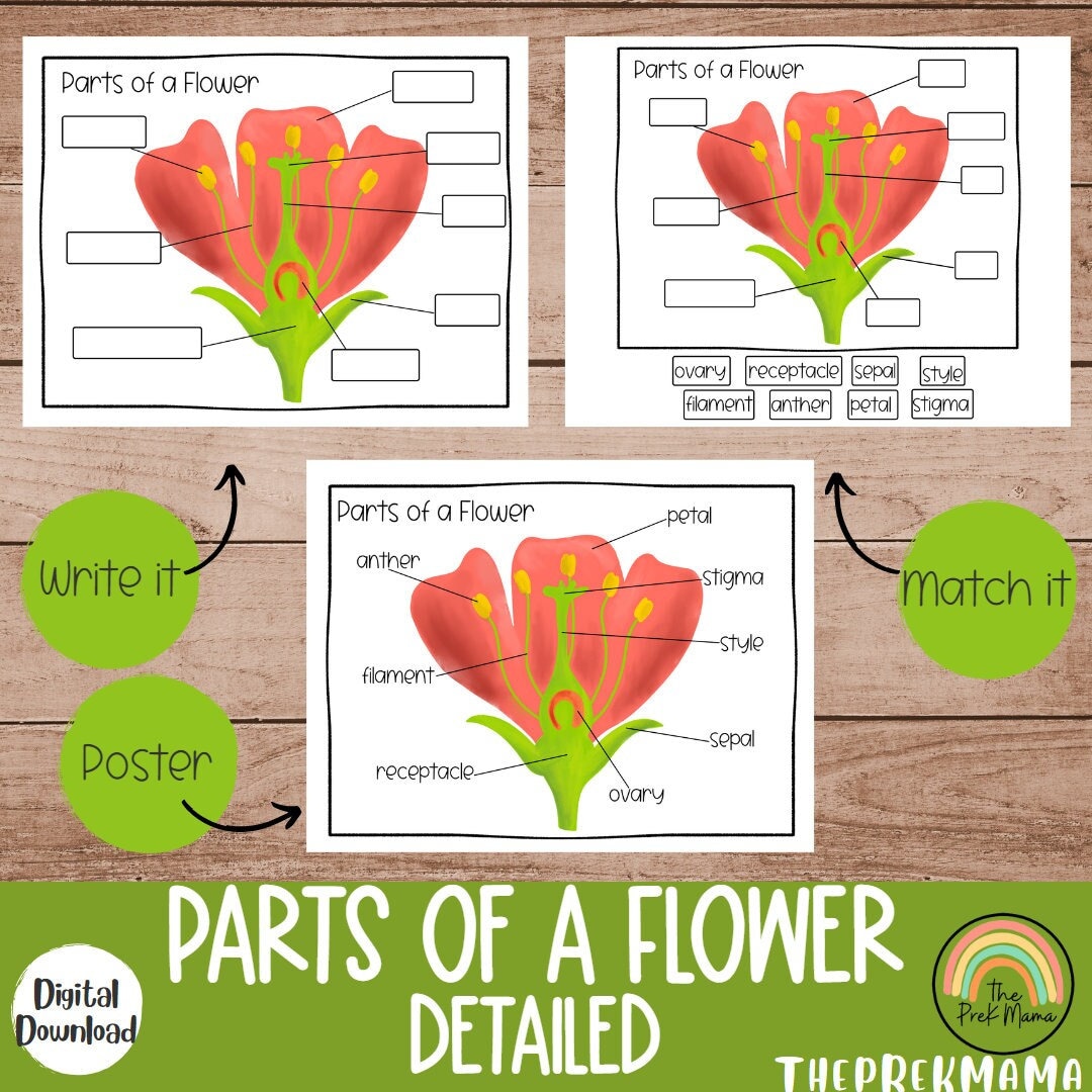 Parts of a Flower, Preschool Curriculum, Preschool Printable ...