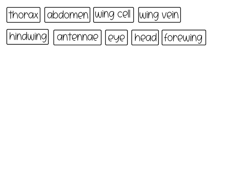 Anatomy of a Butterfly Preschool Curriculum Preschool - Etsy