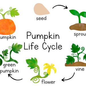 Life Cycle of a Pumpkin, Preschool Curriculum, Montessori Materials ...