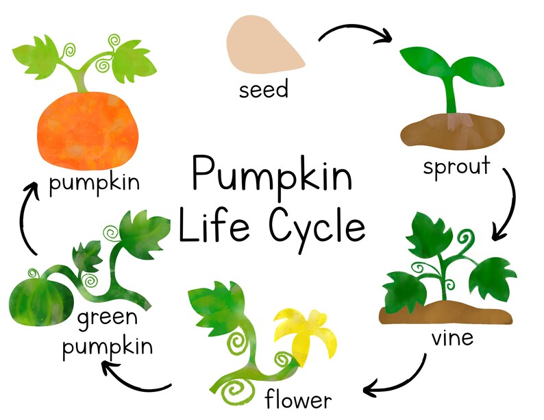 Life Cycle of a Pumpkin Preschool Curriculum Montessori - Etsy