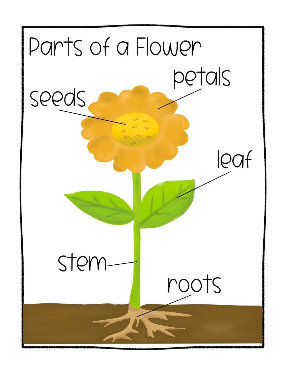 Parts of a Flower, Preschool Curriculum, Preschool Printable ...