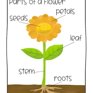 Parts of a Flower, Preschool Curriculum, Preschool Printable ...
