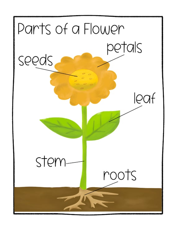 Basic Parts Of A Flower For Kids
