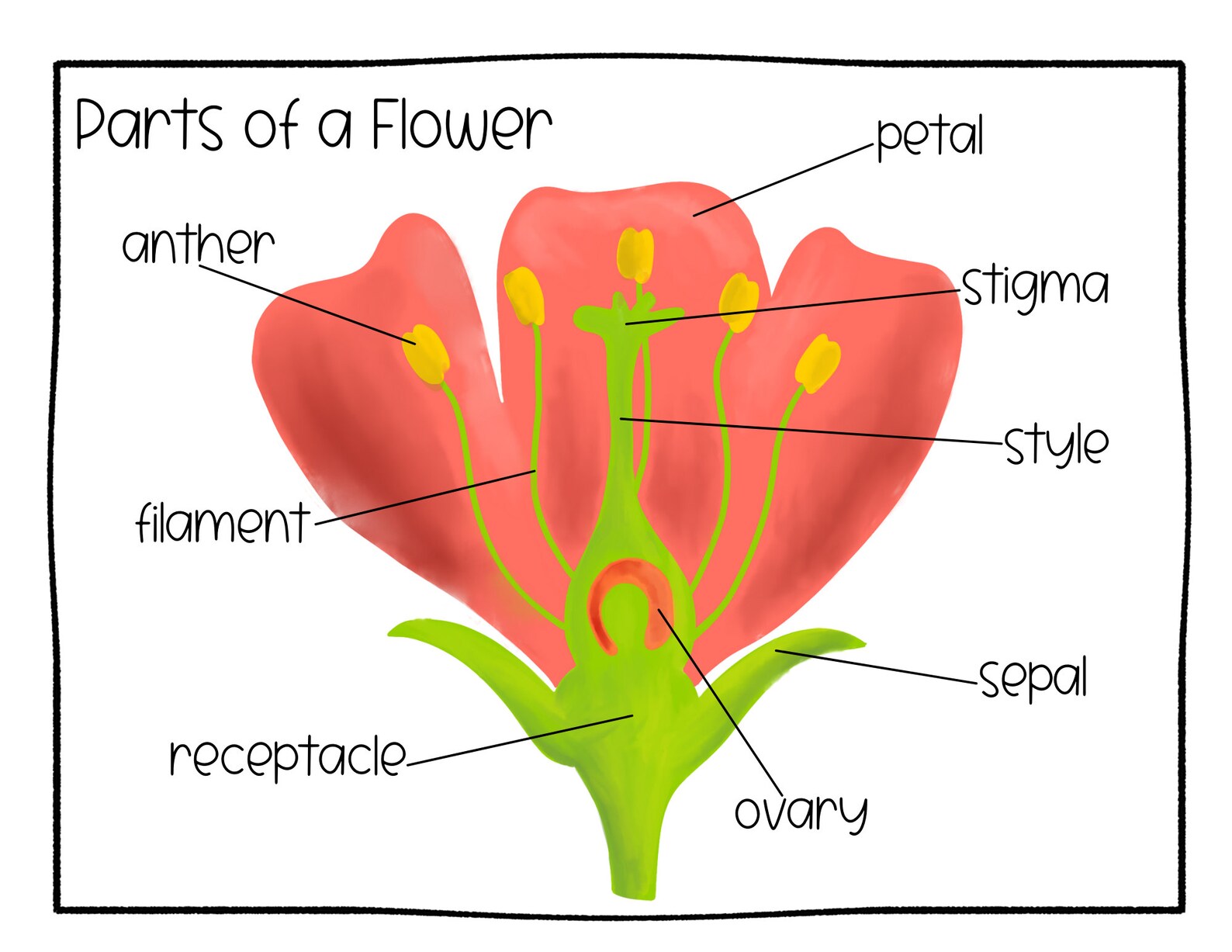Parts of a Flower Preschool Curriculum Preschool Printable - Etsy
