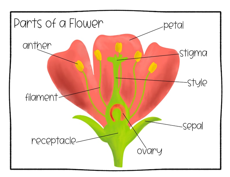 Parts of a Flower, Preschool Curriculum, Preschool Printable ...