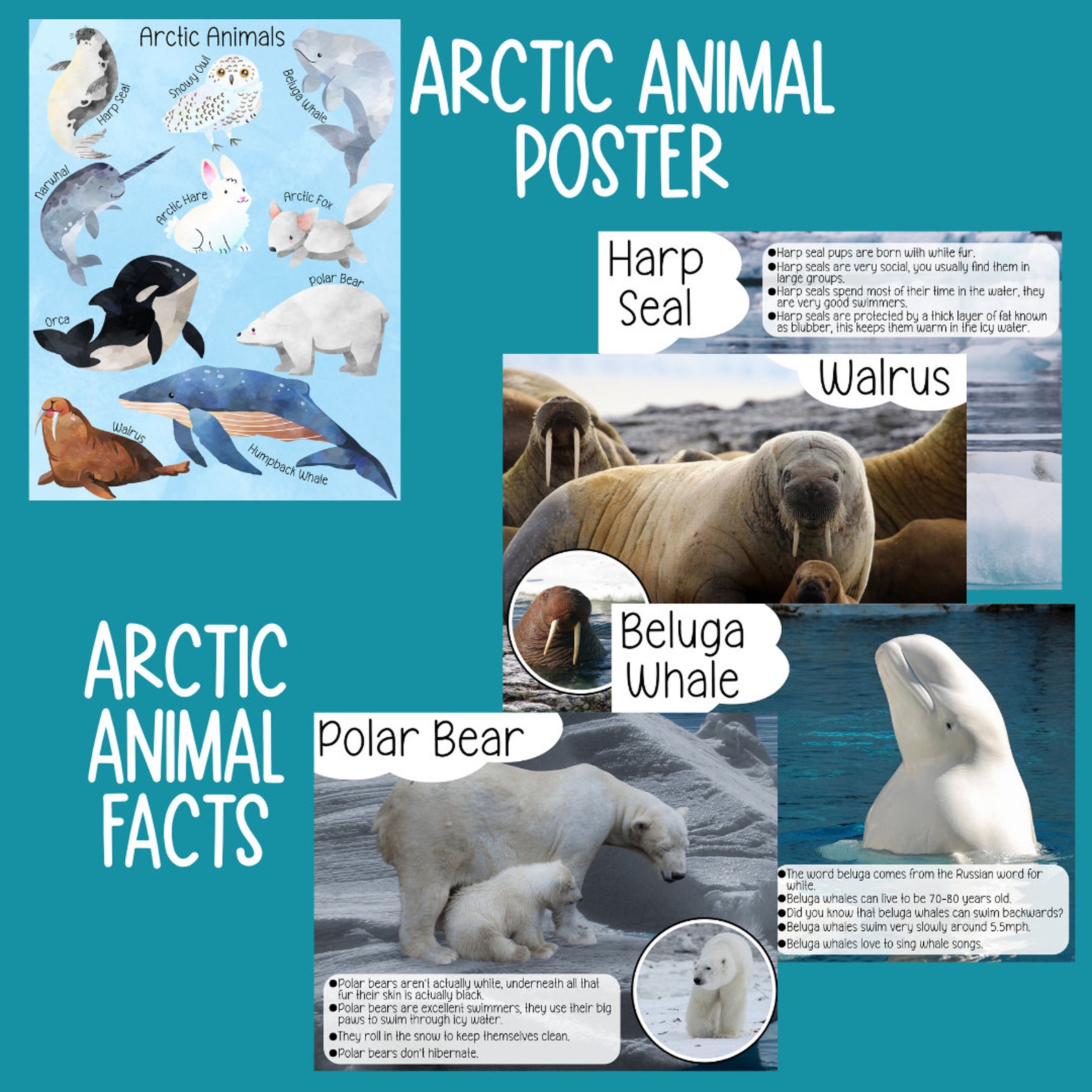 Arctic Animals Unit Study, Homeschool Learning Materials, Educational ...