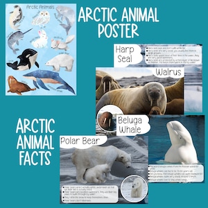 Arctic Animals Unit Study, Homeschool Learning Materials, Educational ...