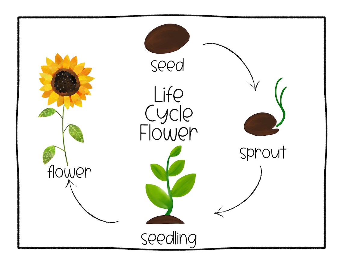 Life Cycle of a Flower Preschool Curriculum Preschool - Etsy